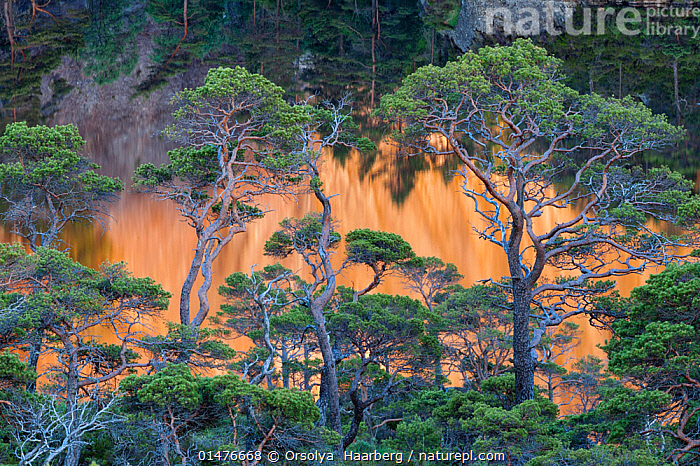 Stock photo of Scots pine trees (Pinus sylvestris) in coastal forest ...