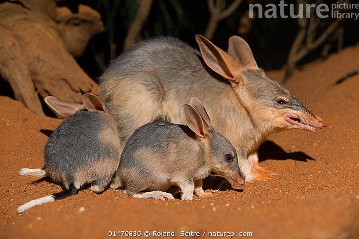 Stock photo of Greater bilby (Macrotis lagotis) mother with babies ...