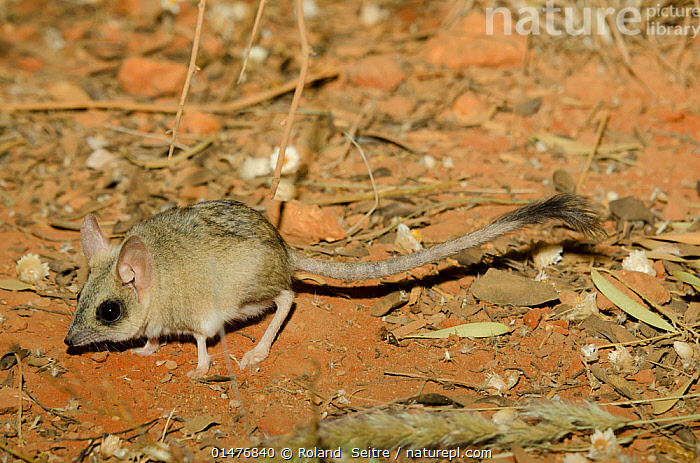 Stock photo of Kultarr (Antechinomys laniger) captive at Desert Park ...