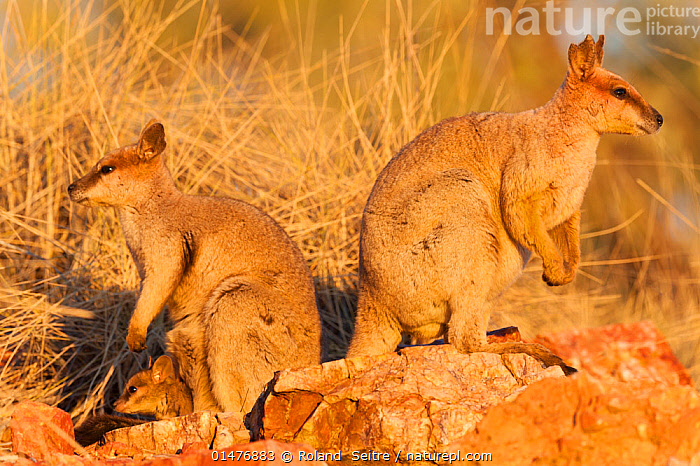 Stock photo of Purple-necked rock-wallaby (Petrogale purpureicollis ...