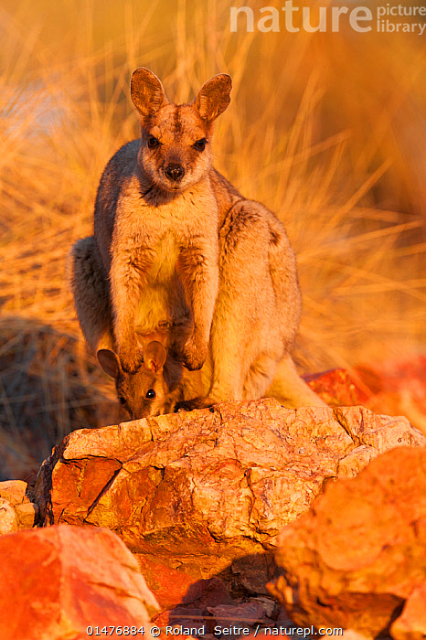 Stock photo of Purple-necked rock-wallaby (Petrogale purpureicollis ...
