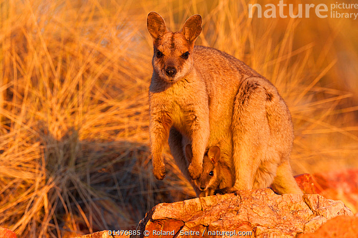 Stock photo of Purple-necked rock-wallaby (Petrogale purpureicollis ...