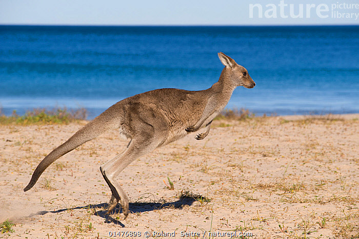 Stock photo of Eastern grey kangaroo (Macropus giganteus) on beach ...