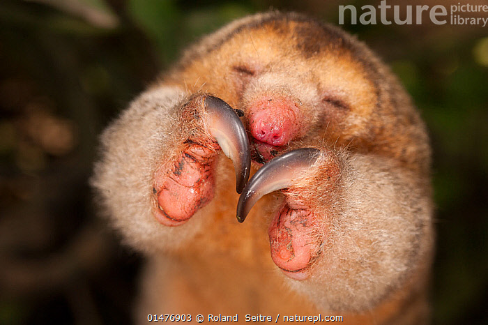 Post Your Current Thought | General Discussion | Flight Rising