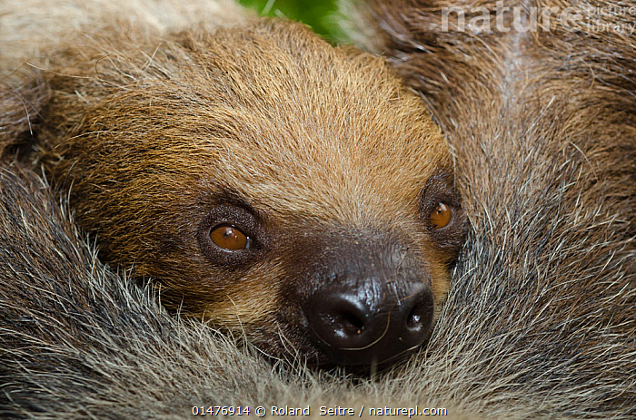 Stock photo of Southern Two-toed Sloth (Choloepus didactylus) looking ...