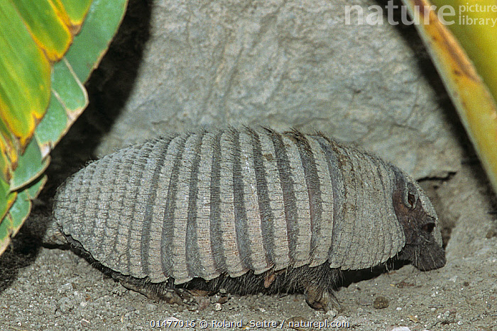 Stock photo of Northern naked-tailed armadillo (Cabassous centralis ...