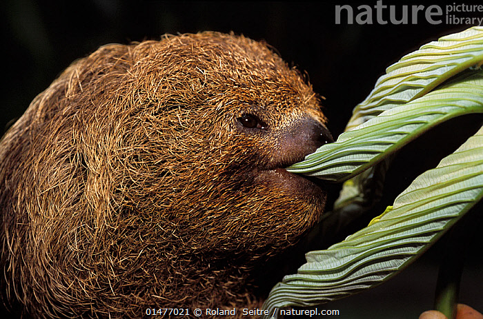 Stock photo of Maned Three-toed Sloth (Bradypus torquatus) feeding ...