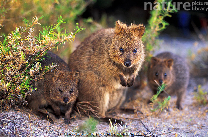 Quokka Setonix Brachyurus Mother The Adorable Quokka: Nature's