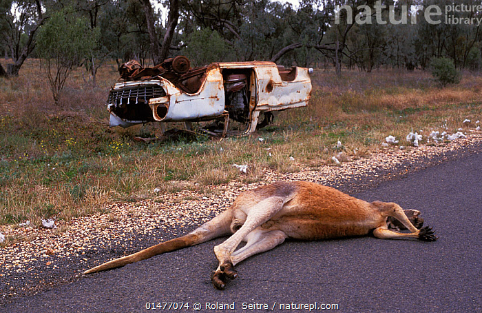 Stock photo of Red kangaroo (Macropus rufogriseus) roadkill, Australia ...