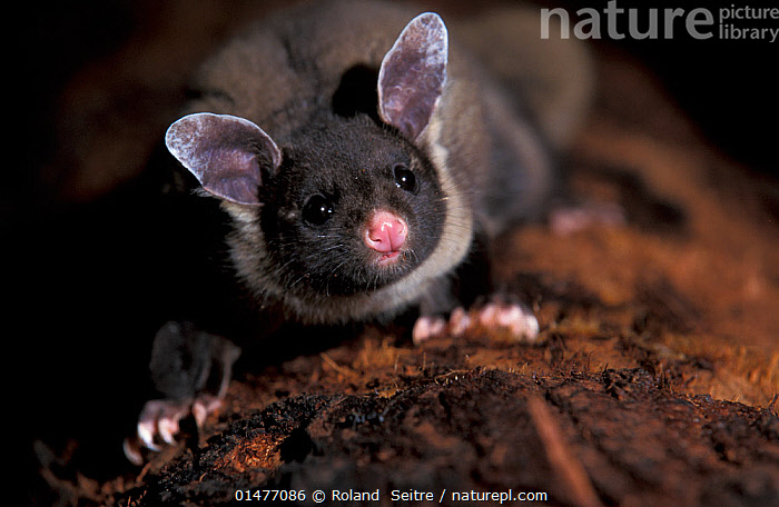 Stock photo of Yellow-bellied glider (Petaurus australis) close up at ...