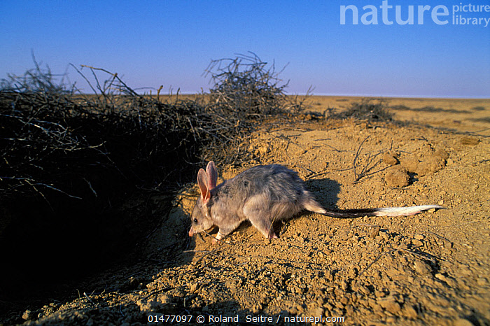 Stock photo of Greater bilby (Macrotis lagotis) at burrow, Australia ...