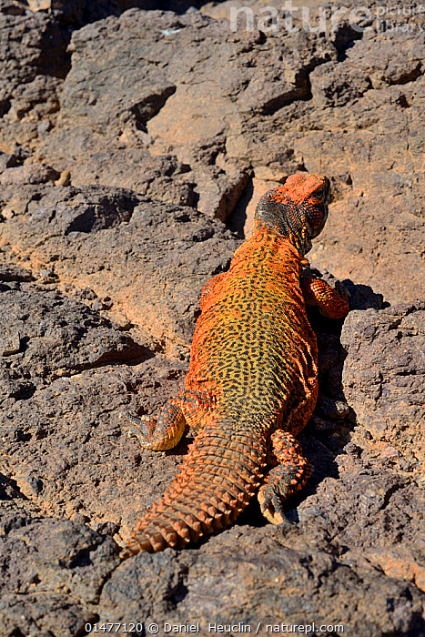 Stock photo of Spiny-tailed lizard (Uromastyx nigriventris) near ...