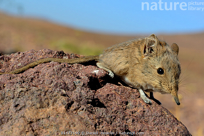 Stock photo of North African elephant shrew (Elephantulus rozeti ...