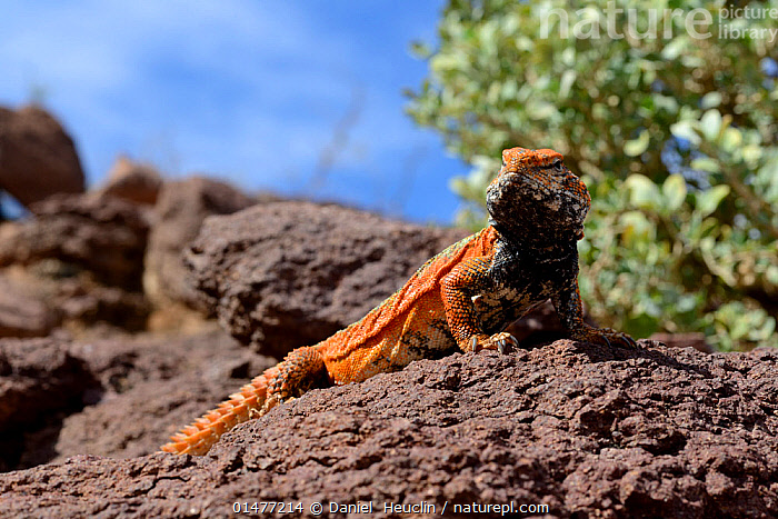 Stock photo of Spiny-tailed lizard (Uromastyx nigriventris) in habitat ...