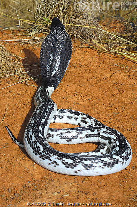 Stock photo of Asian spitting cobra (Naja siamensis) with head raised ...