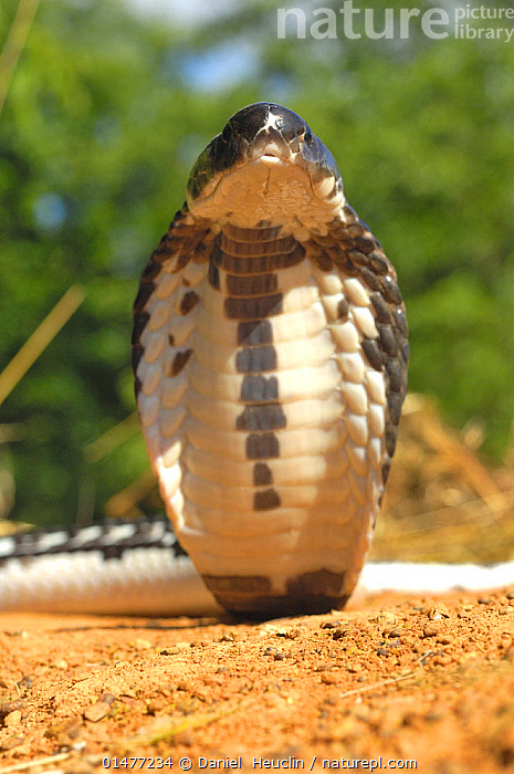 Stock photo of Asian spitting cobra (Naja siamensis) with head raised ...