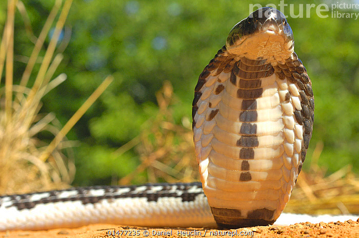 Stock photo of Asian spitting cobra (Naja siamensis) with head raised ...