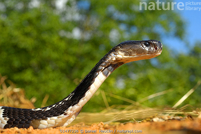 Stock photo of Asian spitting cobra (Naja siamensis) with head raised ...