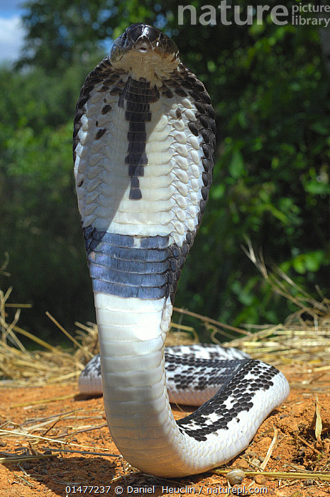 Stock photo of Asian spitting cobra (Naja siamensis) with head raised ...