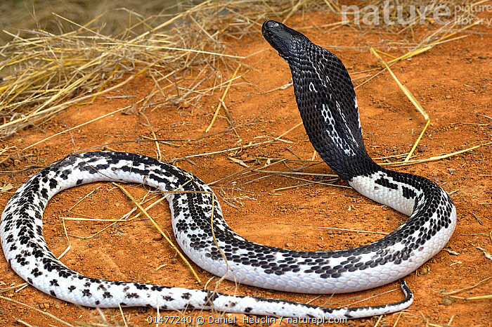 Stock photo of Asian spitting cobra (Naja siamensis) with head raised ...