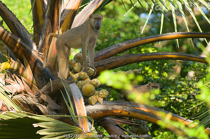Stock photo of Yellow baboon (Papio cynocephalus) in tree, Tana river ...