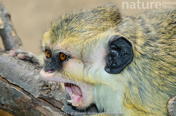 Stock photo of Southern talapoin monkey (Miopithecus talapoin) threat ...