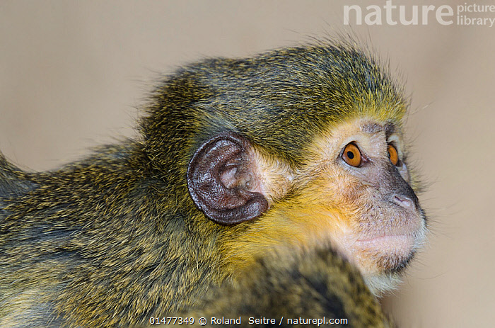 Stock photo of Northern talapoin monkey (Miopithecus ogouensis ...