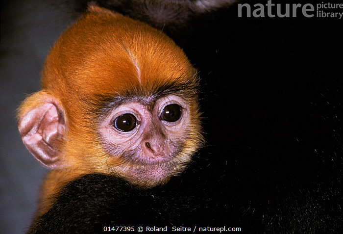 Stock photo of Hatinh langur (Trachypithecus hatinhensis ...