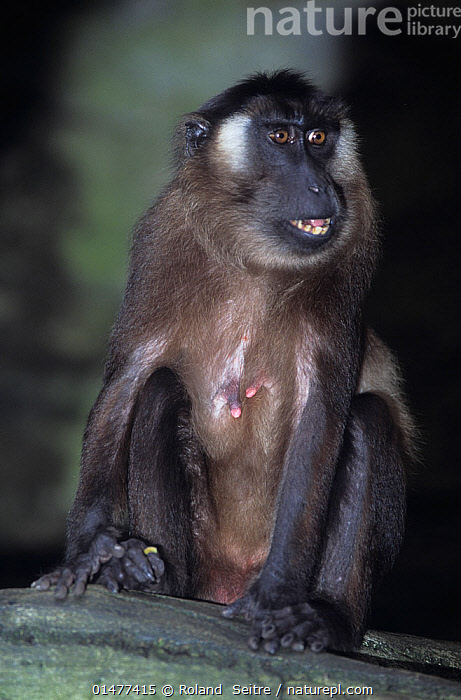 Stock photo of Siberut macaque (Macaca siberu) female portrait. Captive ...