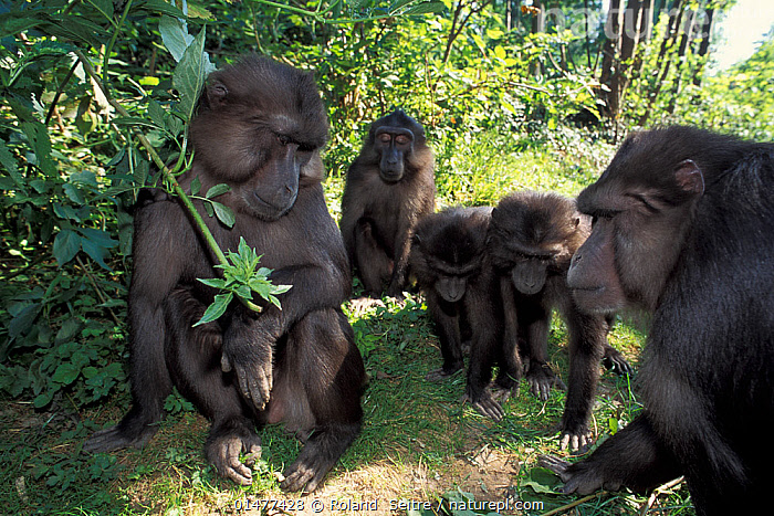 Stock photo of Tonkean macaque (Macaca tonkeana) group. Captive, occurs ...