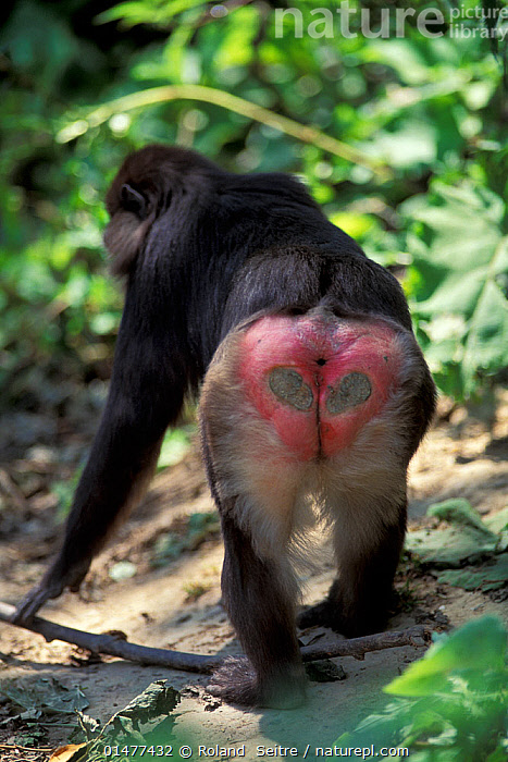 Stock photo of Tonkean macaque (Macaca tonkeana) rear view of female ...