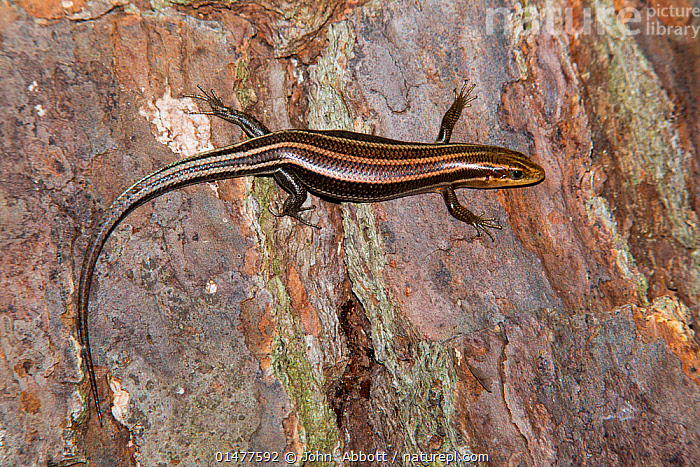 Stock photo of Five-lined Skink (Eumeces fasciatus) Jasper County ...