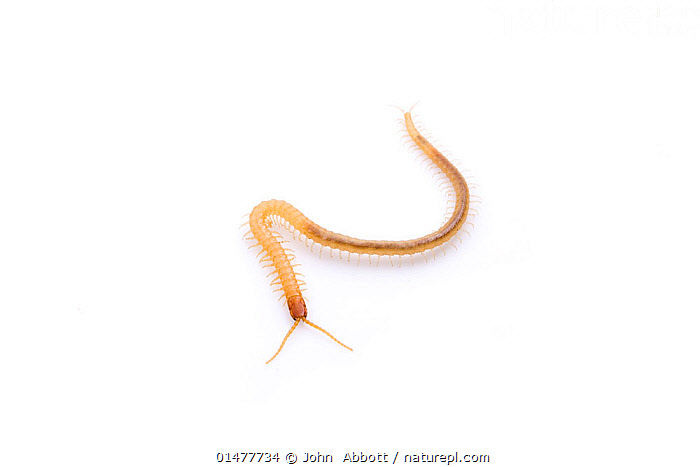 Stock photo of Soil Centipedes (Geophilomorpha) Bandera Ecolab, Medina ...