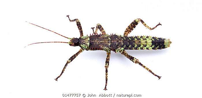 Stock photo of Thorny Devil Stick Insect (Eurycantha calcarata) nymph ...