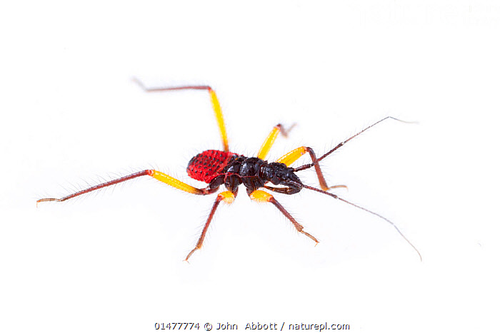 Stock photo of Whitespotted Assassin Bug (Platymeris biguttatus) early ...