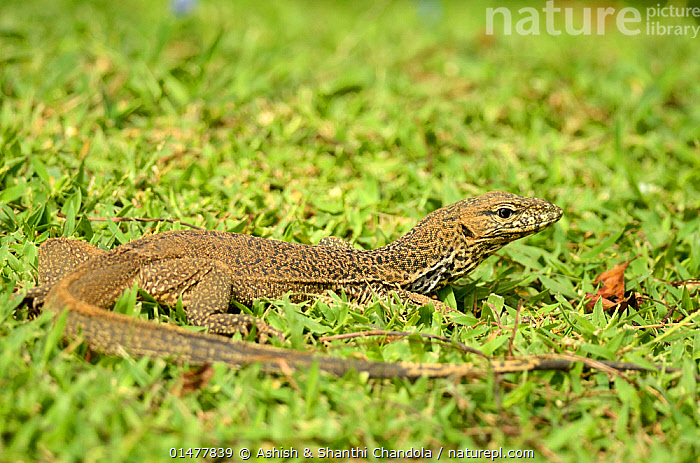 Stock photo of Monitor lizard (Varanus bengalensis) juvenile, Sri Lanka ...