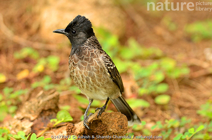 Stock photo of Red-vented bulbul (Pycnonotus cafer), Sri Lanka ...