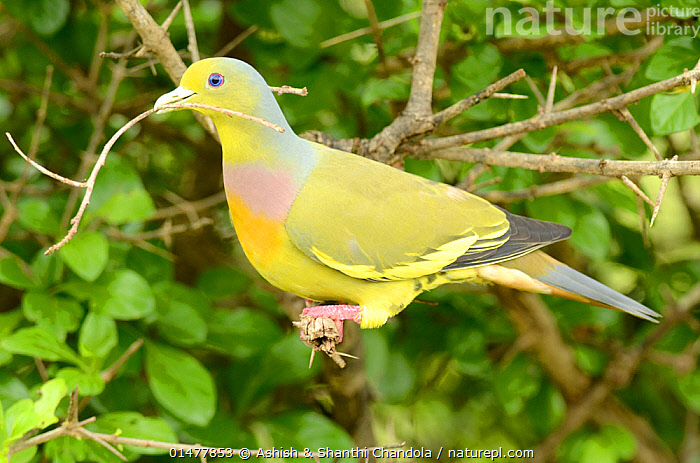 Orange Breasted Green Pigeon