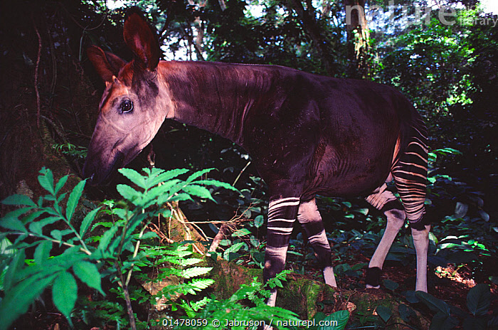 Stock photo of Okapi (Okapia johnstoni) male moving through rainforest ...
