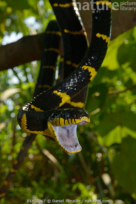 Stock photo of Gold-ringed cat snake (Boiga dendrophila dendrophila) in ...
