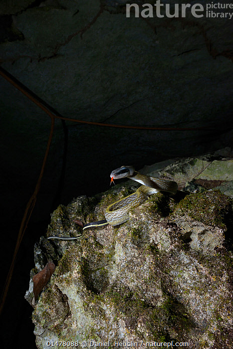 Stock Photo Of Cave Dwelling Rat Snake Orthriophis Taeniurus Ridleyi