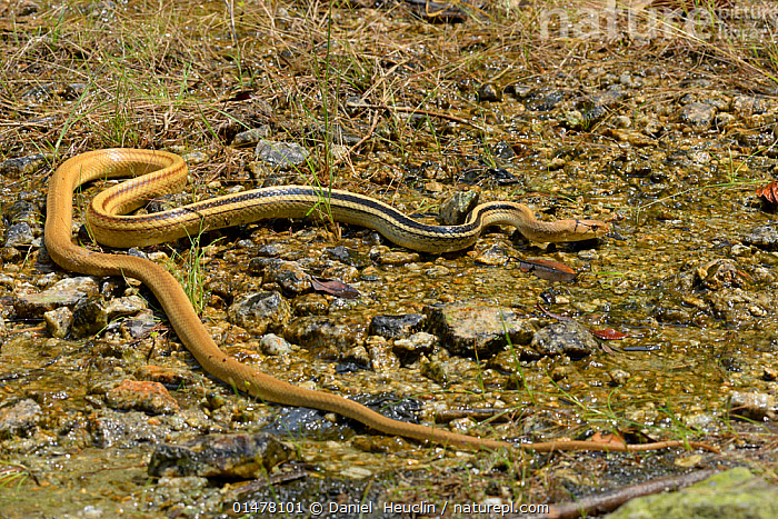 Stock photo of Radiated ratsnake (Coelognathus radiatus) resting in ...