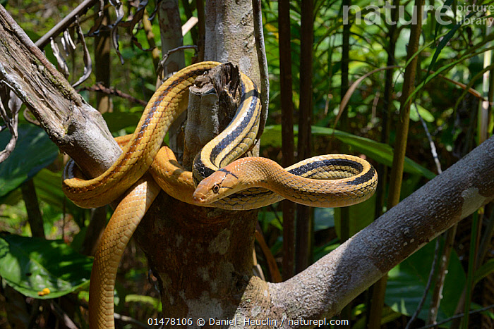 Stock photo of Radiated ratsnake (Coelognathus radiatus) in tree ...