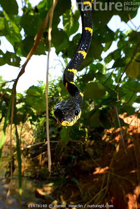 Stock photo of Gold-ringed cat snake (Boiga dendrophila dendrophila ...
