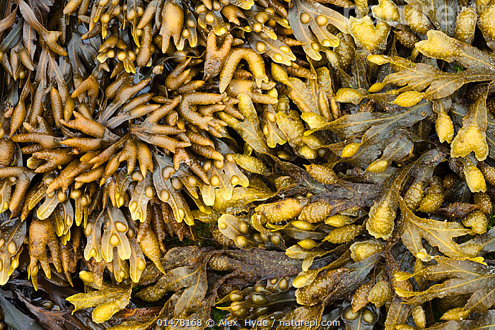 Stock photo of Channelled Wrack (Pelvetia canaliculata), Bladder Wrack ...