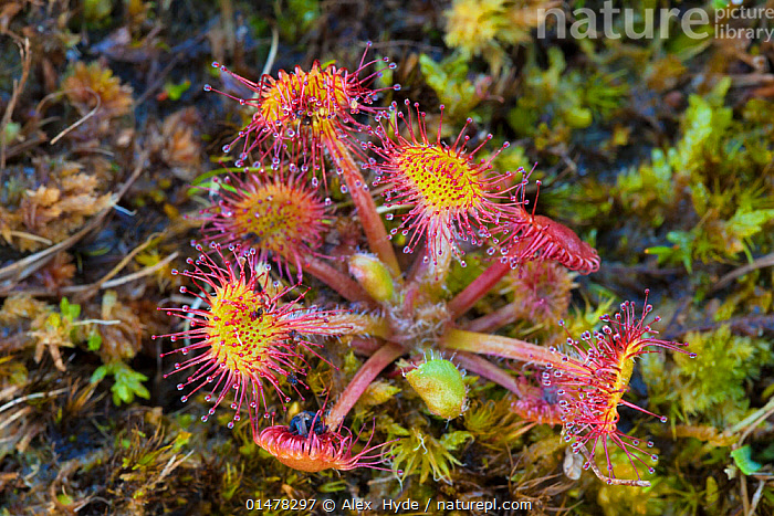 Stock photo of Round-leaved sundew (Drosera rotundifolia) growing in ...