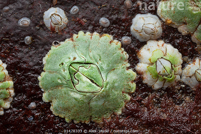 Stock photo of Acorn barnacle (Semibalanus balanoides) Isle of Skye ...