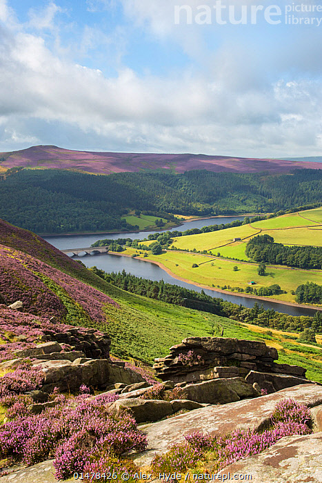 Stock photo of Derwent Edge, looking towards Ladybower Reservoir. Peak ...