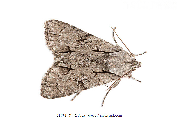 Stock photo of Grey Dagger (Acronicta psi) moth, Peak District National ...