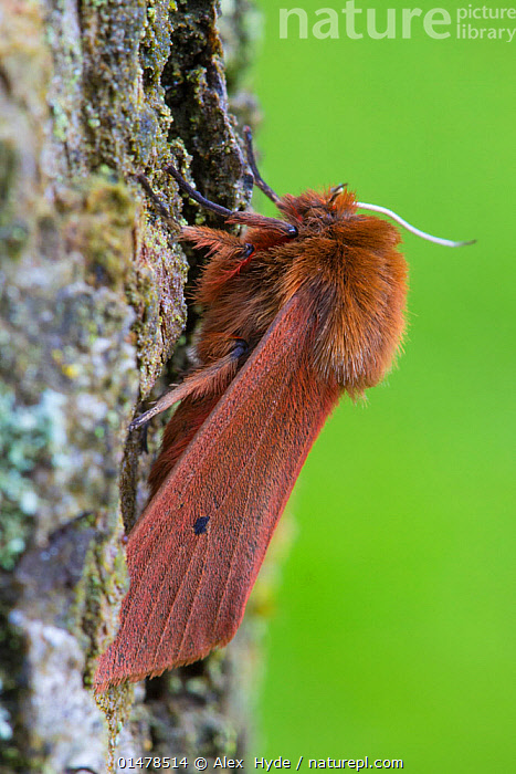 Stock photo of Ruby Tiger moth (Phragmatobia fuliginosa) Oxfordshire ...